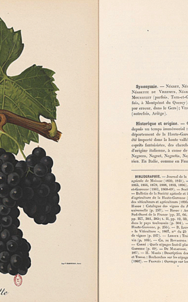 DOP Fronton | Turismo en Tarn-et-Garonne